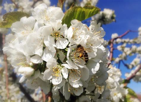 Knapps On Green Bluff This Week July 28th July 31st Due To The High Temps Were Closing