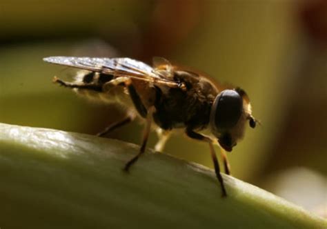 Hoverfly Pdf