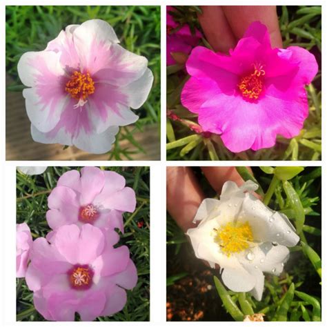 Jual Giant Tanaman Bunga Krokot Bunga Moss Rose Potulaca Sutra