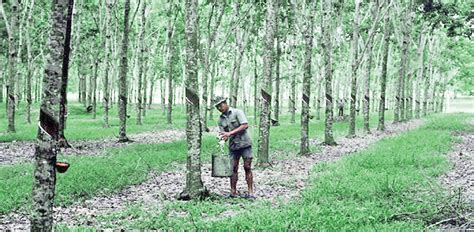 ပြည်တွင်းရှိ ရော်ဘာခြံများ၌ အစေးခြစ် လုပ်ငန်းများ ပြန်လည်စတင် Myawady