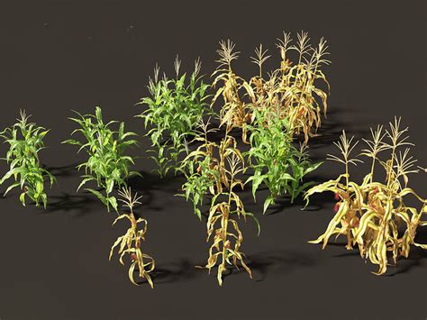 Zea Mays Maize 3d Model Cgtrader