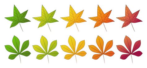 Gum Leaf Vector Images Over 1700