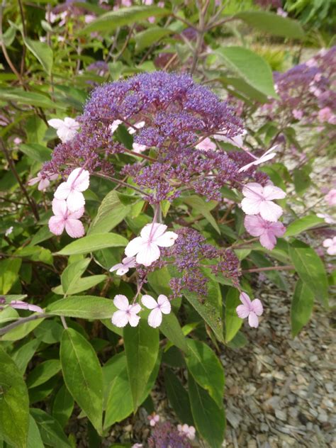 Hydrangea Aspera Species Complex Cultivars Trees And Shrubs Online
