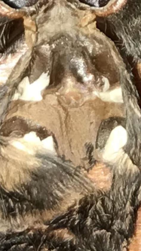 Can Someone Pls Help Me Sex My 35” Psalmopoeus Irminia Rtarantulas