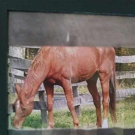 Cellulitis Need Experiences Thoughts Horse Care Chronicle Forums