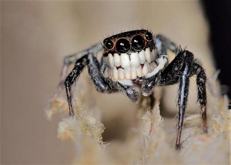 Spiders With Human Teeth Tumblr Blog Tumgik