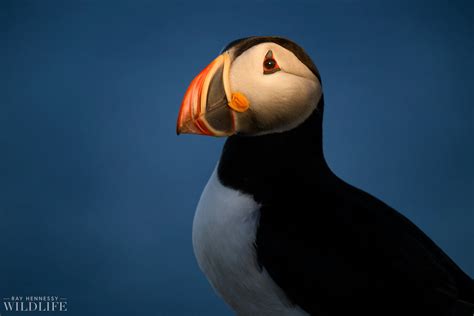 Atlantic Puffin Portrait — Ray Hennessy Wildlife