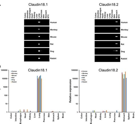 Conserved Cell Lineage Specificity Of Cldn18 Isoforms