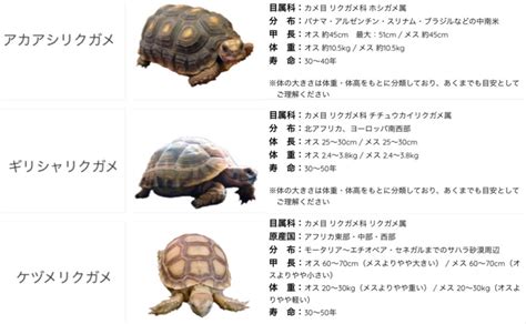 カメの種類 カメさんお迎え道中記