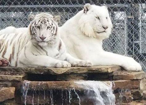 Assad Dost In Sync Exotics