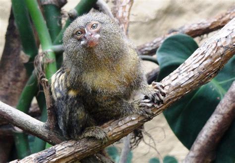 7 Fakta Pygmy Marmoset Sangat Rentan Terhadap Iklim Idn Times