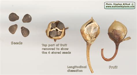 Field Bindweed Seed