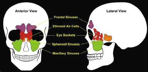 Ethmoid Bone The Definitive Guide Biology Dictionary