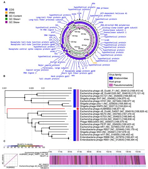 Genomic Analysis Of Escherichia Phage Aubrb02 A Circular Genome Map