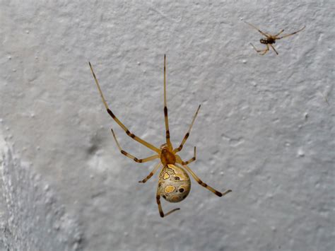 Why Are Male Spiders Willing To Die For Sex News Cordis European Commission