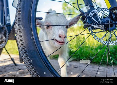 Sheep Riding A Bike