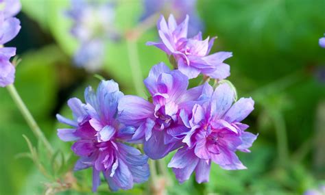 One Or Three Bare Roots Geranium Double Plenum Caeruleum Plant Groupon