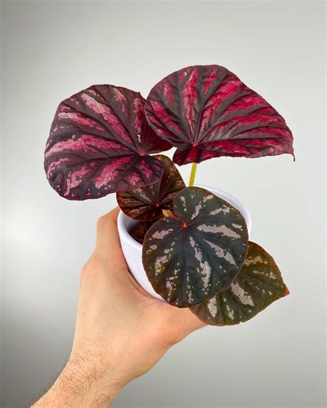 Begonia Candy Stripes Aurea Plants