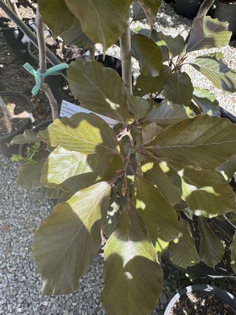 Fagus Sylvatica Purple Fountain 4l Lushingtons