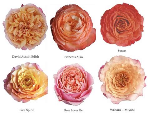 Orange Garden Rose Varieties