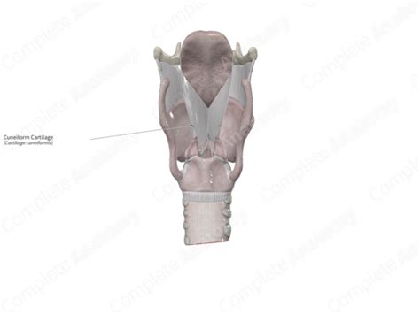 Cuneiform Cartilage Cuneiform Cartilage An Overview Sciencedirect