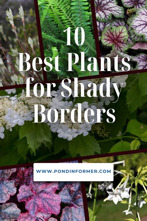Border Beauties Top 10 Plants For Shady Borders Plants For Shady