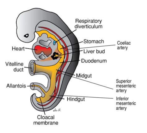 Jejunum Ileum Peritoneum Flashcards Quizlet
