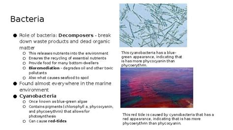 Marine Prokaryotes Protists Fungi And Plants Presentation By Emily