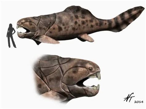 Dunkleosteus Facts And Pictures