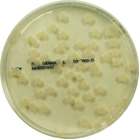Plate Count Agar E And O Laboratories Ltd