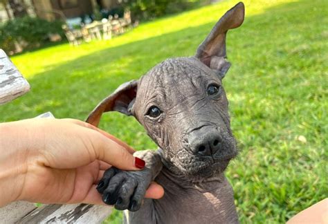 Perro Peruano Sin Pelo Celebra Su Día Como Símbolo Nacional Mascotas