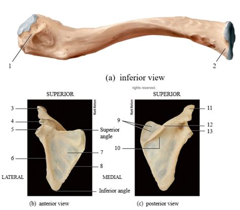 Bio 151 Lab Exercise 10 Pectoral Girdle Diagram Quizlet