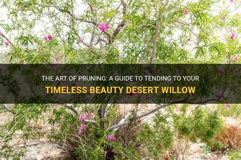 The Art Of Pruning A Guide To Tending To Your Timeless Beauty Desert