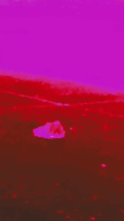 The Roach Meme Youtube