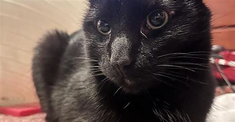 Im A Cleaner With Cat Who Also Gets To Meet Lots Of Others Cats And