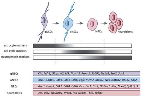 Effects Of Radiation Therapy On Neural Stem Cells Effects Of Radiation Therapy On Neural Stem Cells