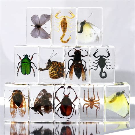 Bug Specimen Kit Preserved Insects For Educational Display