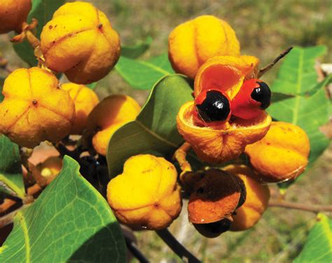 Fruity Arils Land For Wildlife