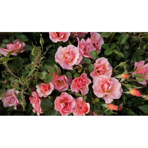 Monrovia Seaside Serenade Crystal Cove Hydrangea Flowering Shrub In 1