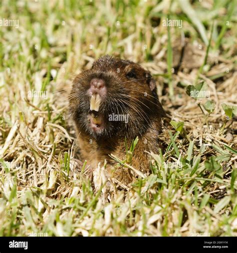 Gopher Teeth