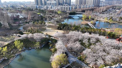 银杏拍客·每日佳作｜桃花岛杏雨，梦落春枝 邳州文化网