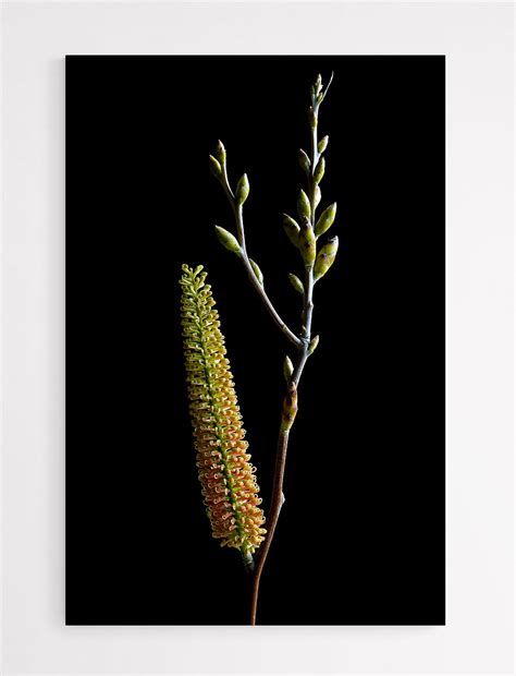 Grass Leaf Hakea ~ Australian Botanical Art Print Photography By