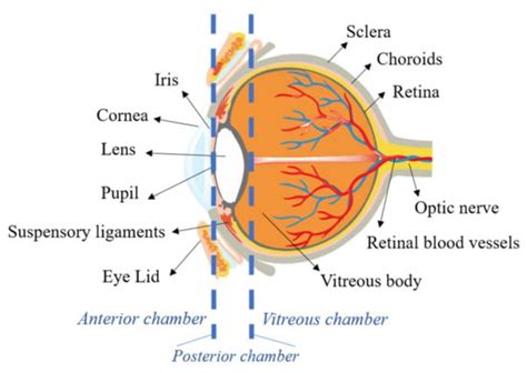Suspensory Ligaments Of The Eye