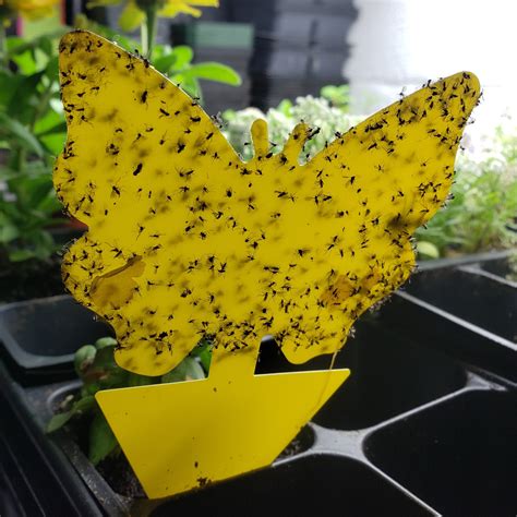 Yellow Sticky Trap Crazy For Gardening