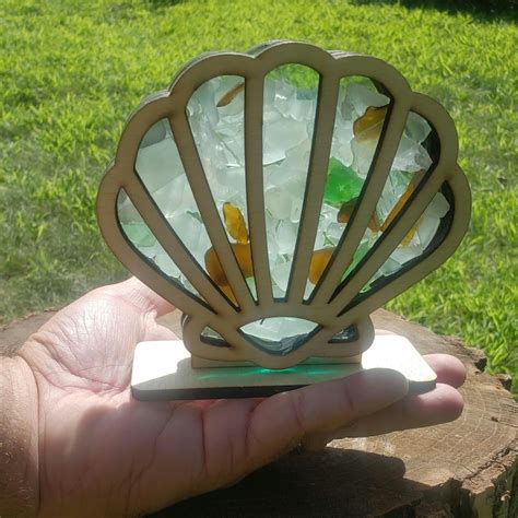 Sea Shell Display Etsy