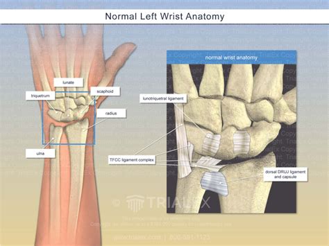 Normal Left Wrist Anatomy Trialquest Inc