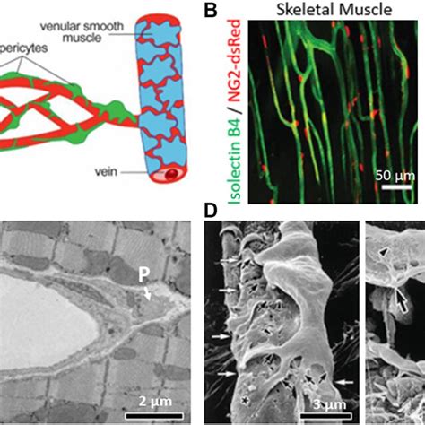 Anatomy And Topography Of Pericytes Download Scientific Diagram