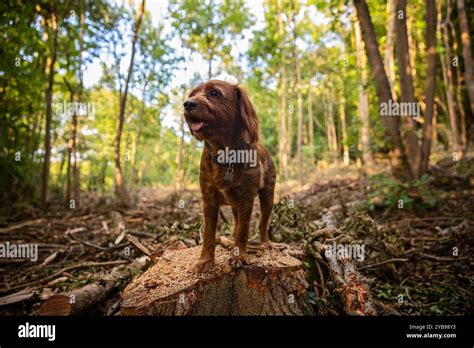 The Cavapoo Or Cavoodle Is A Crossbreed Of A Cavalier King Charles Spaniel And A Poodle Stock