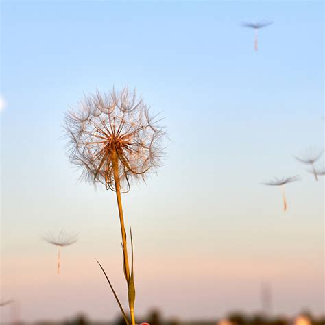 The Henley Executive Development Programme