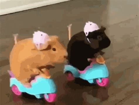 Cute Animal  Ice